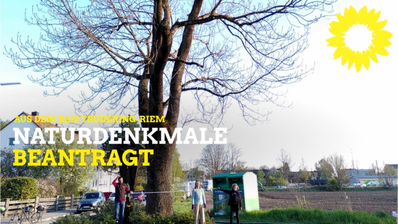 Neue Naturdenkmale für Trudering-Riem – BÜNDNIS 90/DIE GRÜNEN